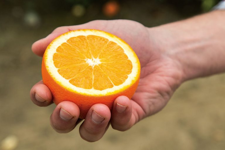 Navel - California Citrus Growers